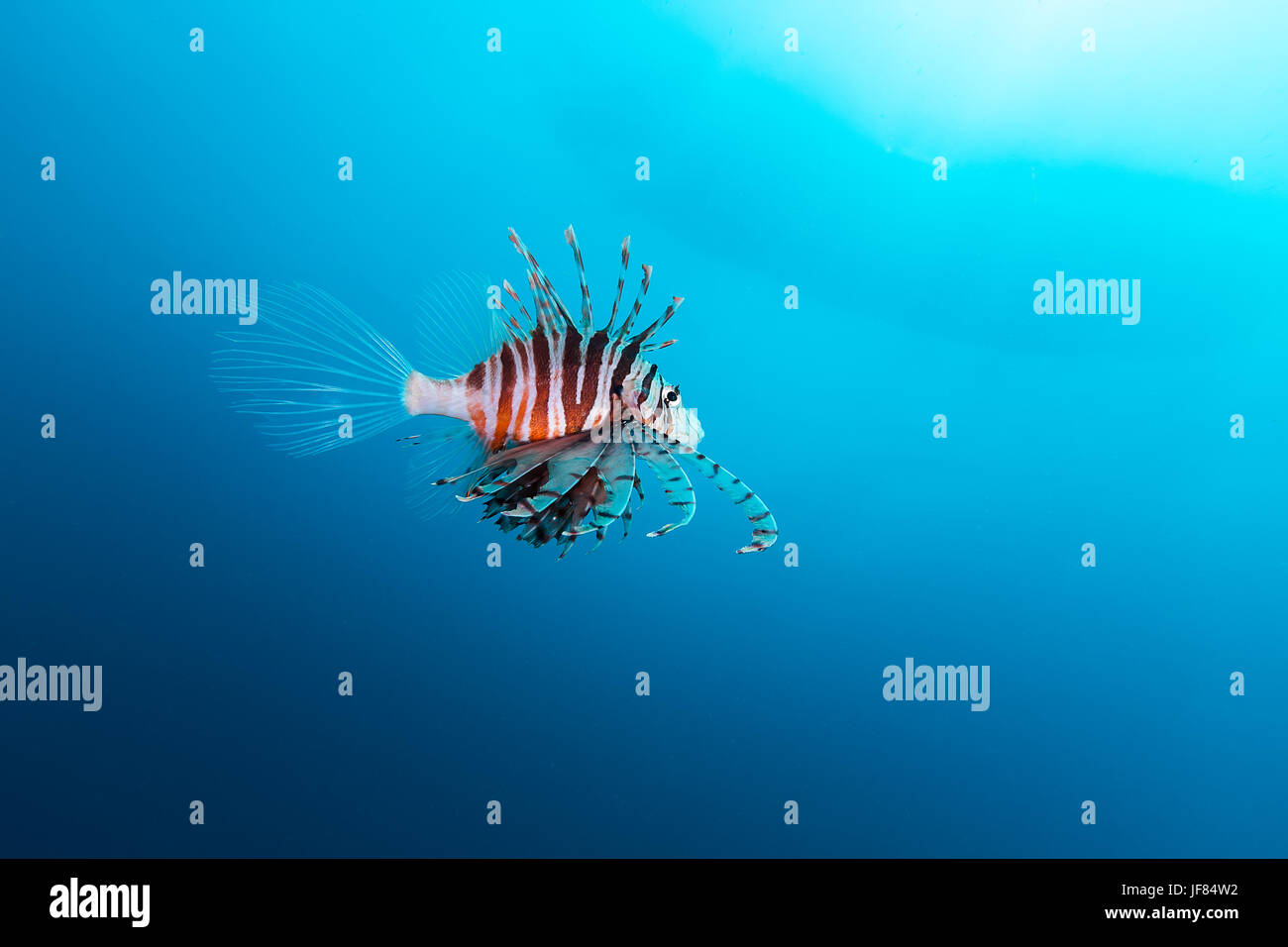 Pacific Lionfish (Pterois miles) with sun and surface background Stock ...