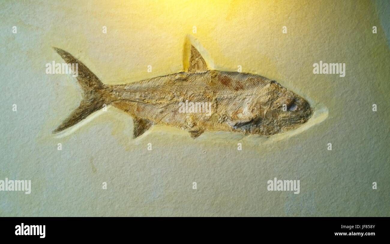 Fischfossil Stock Vector Images - Alamy