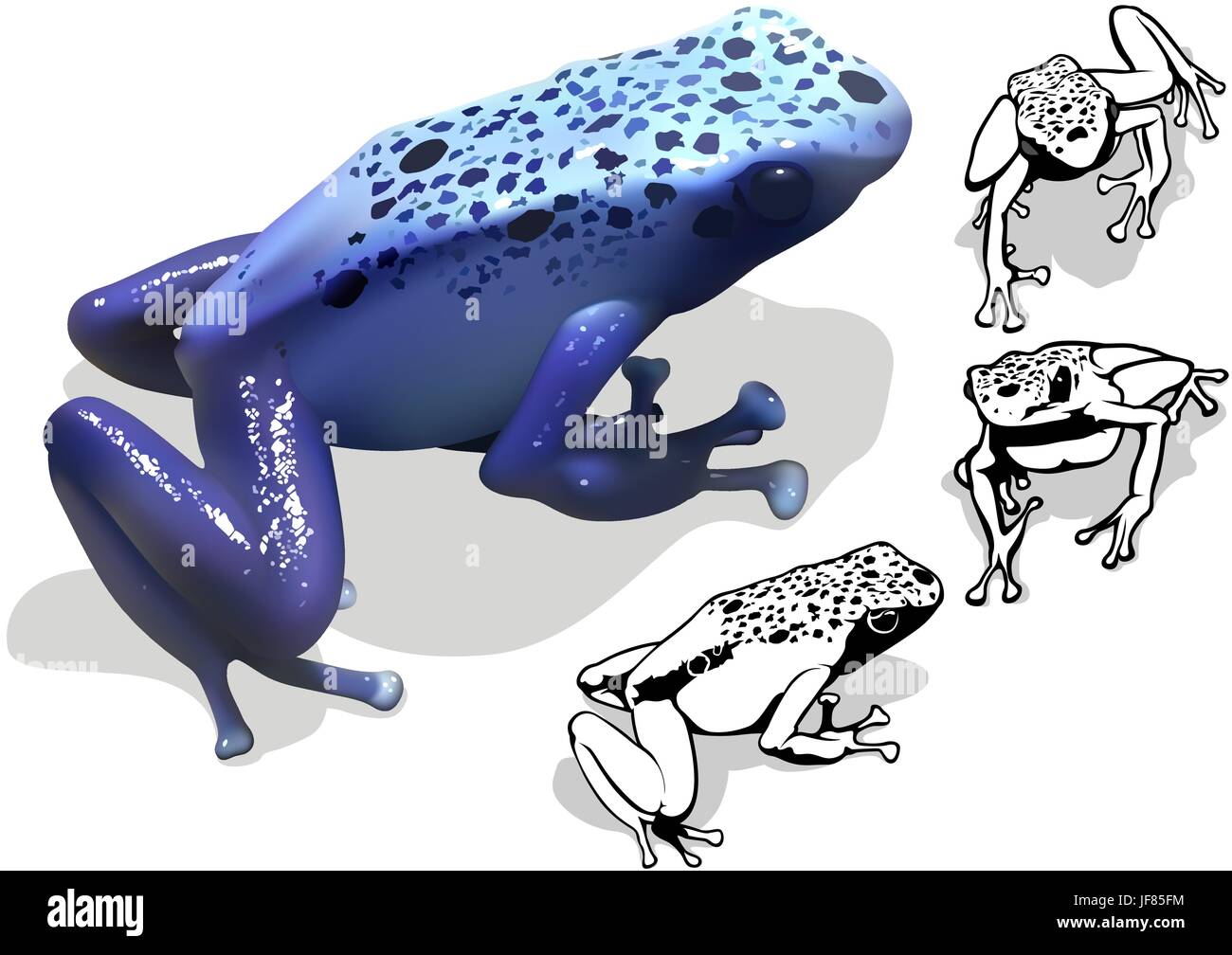 Poison dart frog Stock Vector Images - Alamy