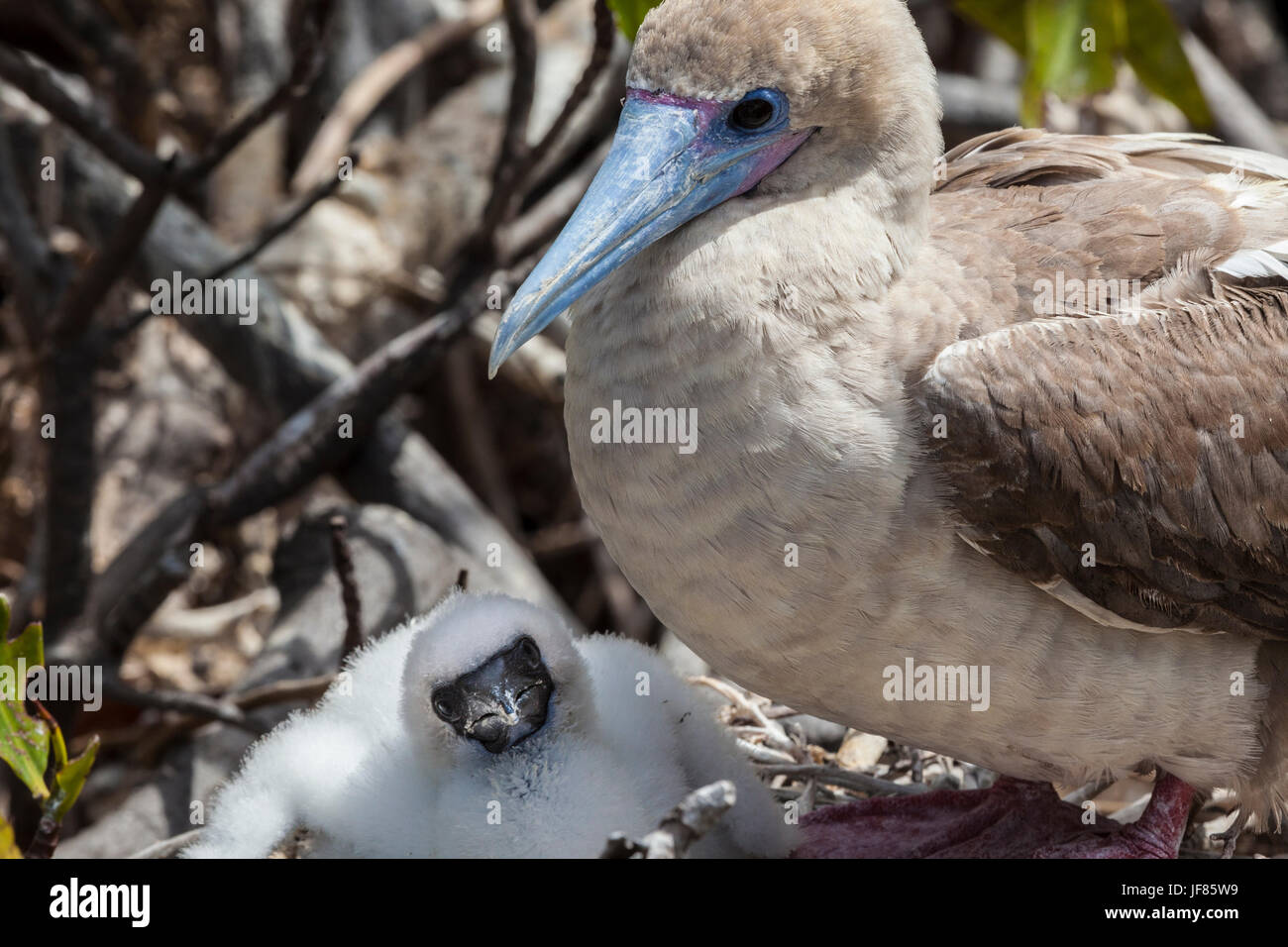 Booby baby hi-res stock photography and images - Alamy