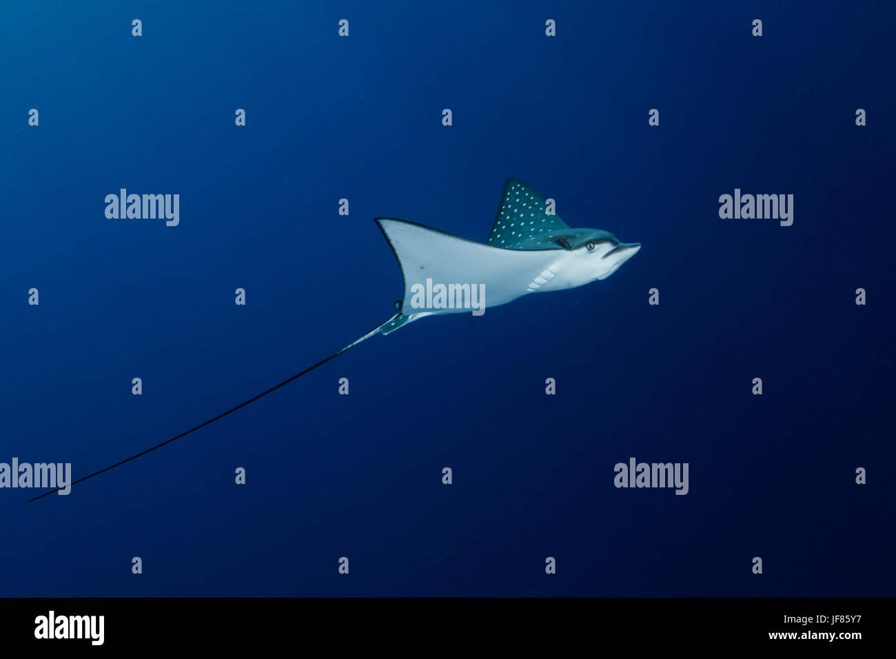 Spotted Eagle Ray - Aetobatus ocellatus - swimming in the blue. Taken ...