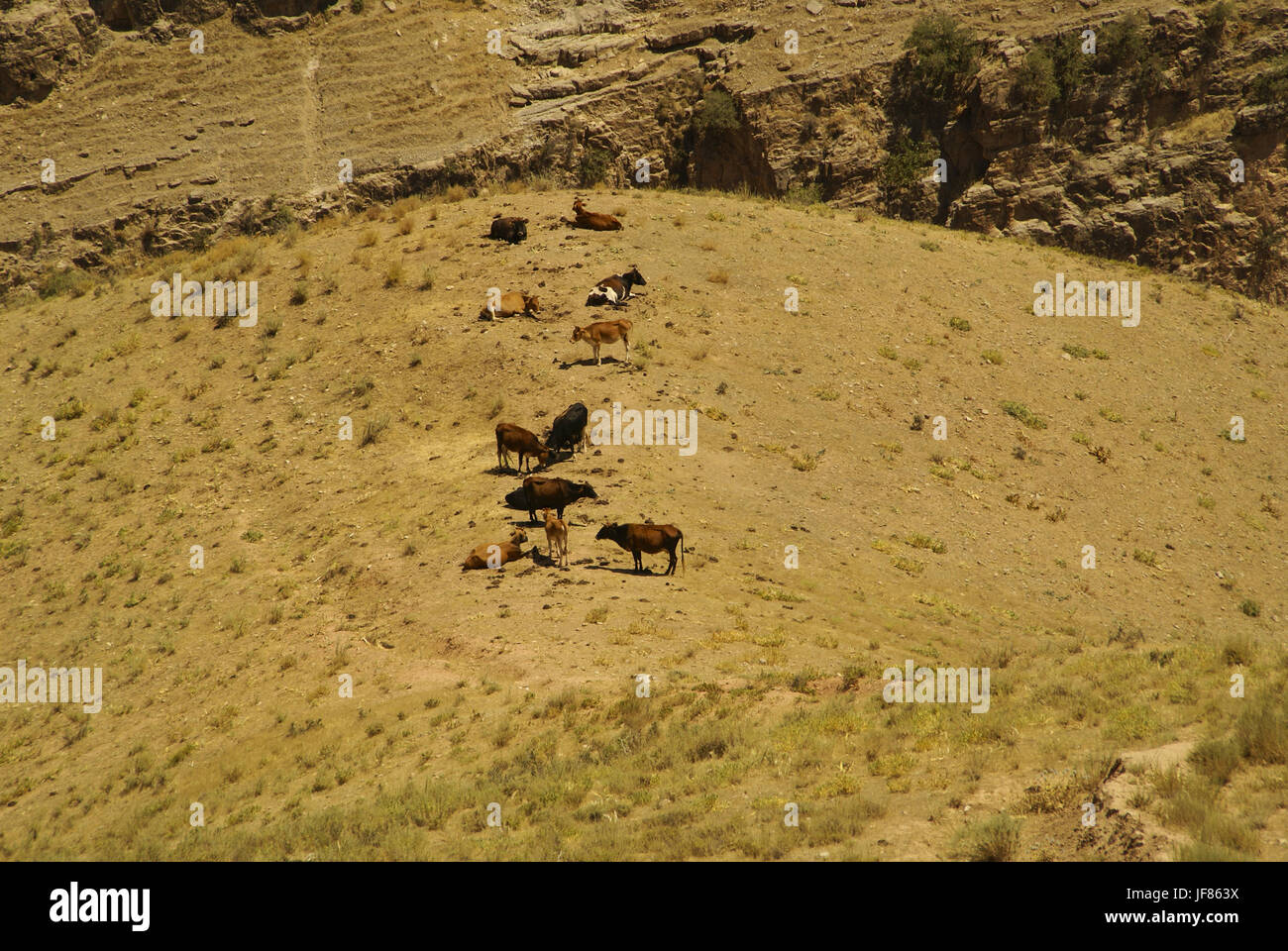 Grazing Cattle in Uzbekistan Stock Photo - Alamy