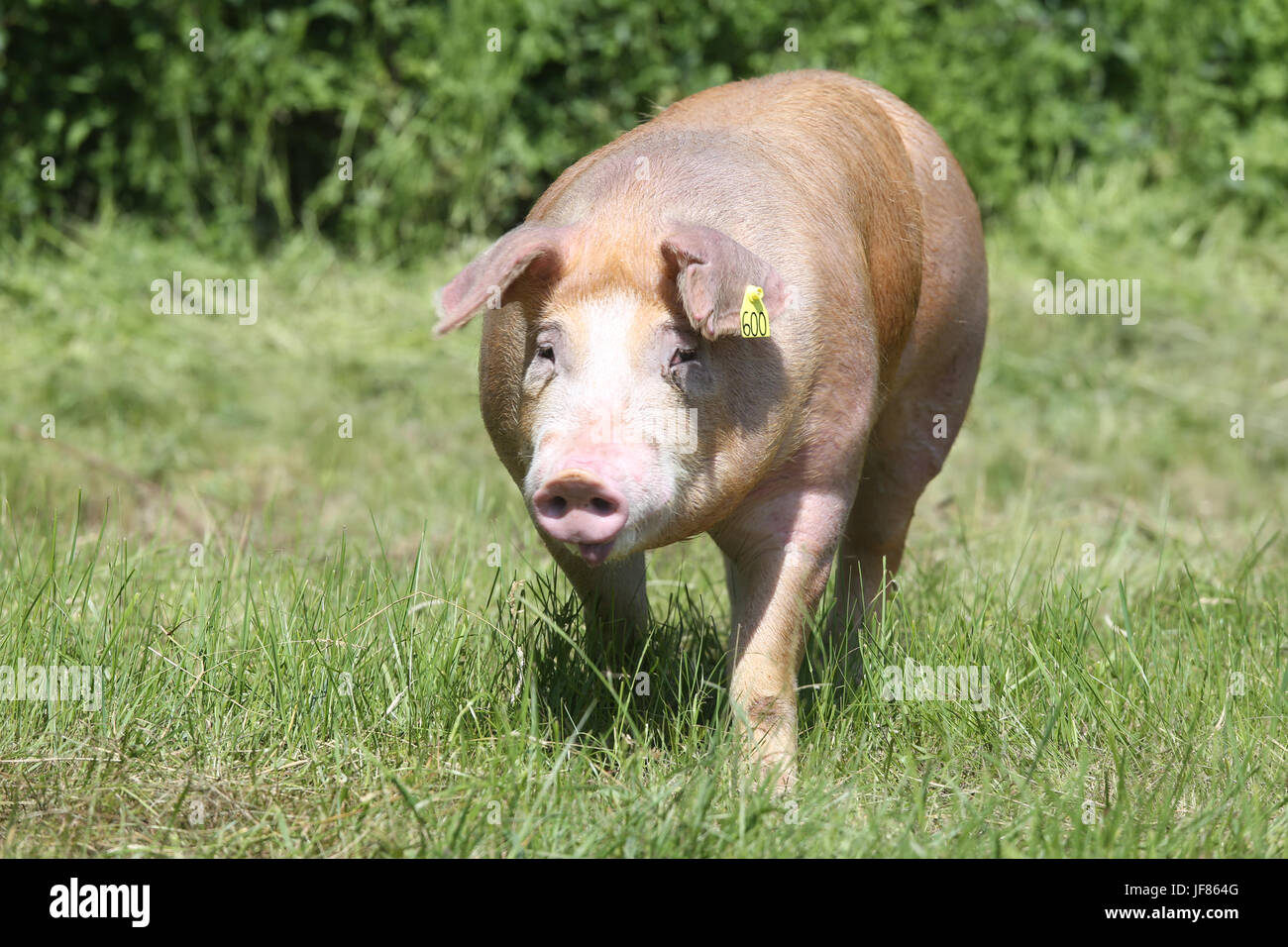 Duroc piglets hi-res stock photography and images - Alamy