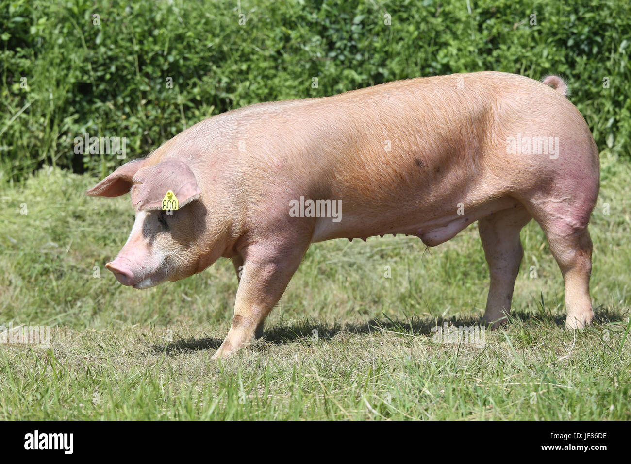 Duroc breed pig at animal farm on pasture summer time Stock Photo - Alamy