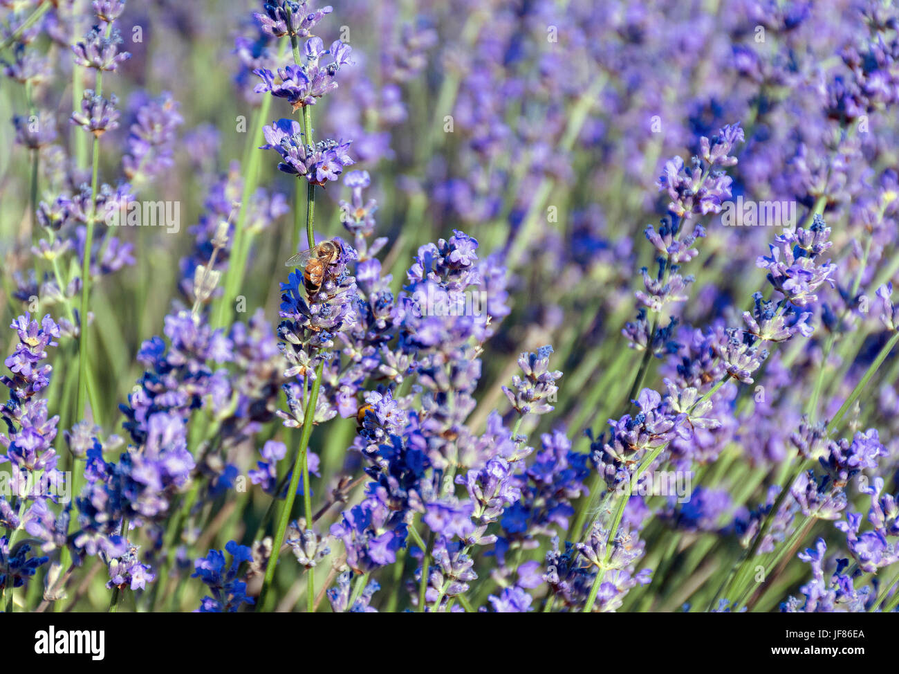 Lavender plants in a field of Monferrato territory Unesco World ...