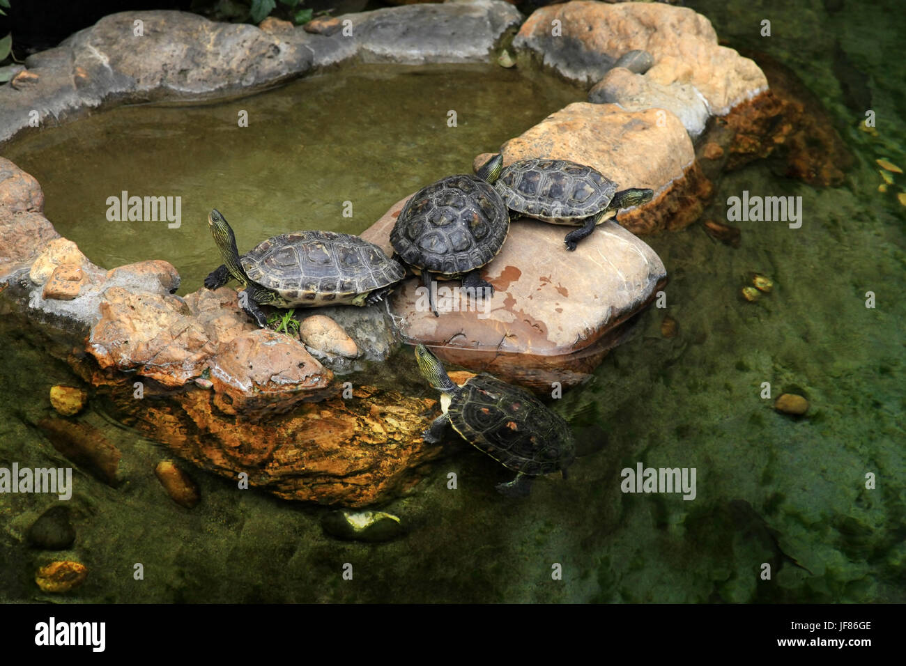 Red eared turtle in pond hi-res stock photography and images - Alamy