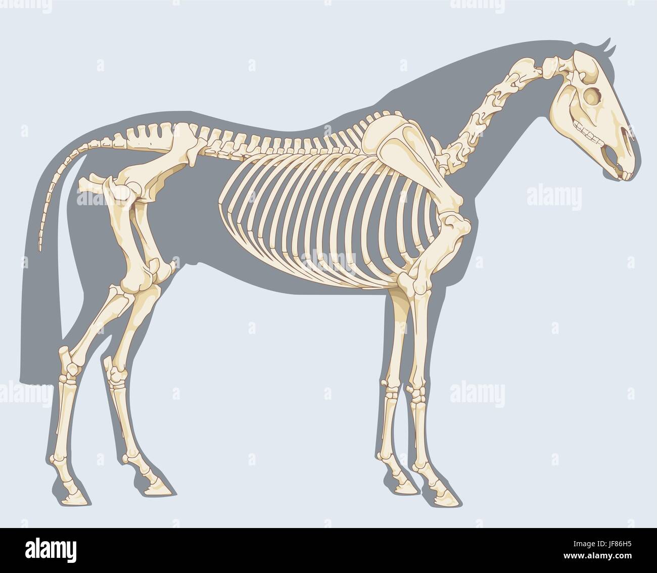 Horse skeleton hi-res stock photography and images - Alamy