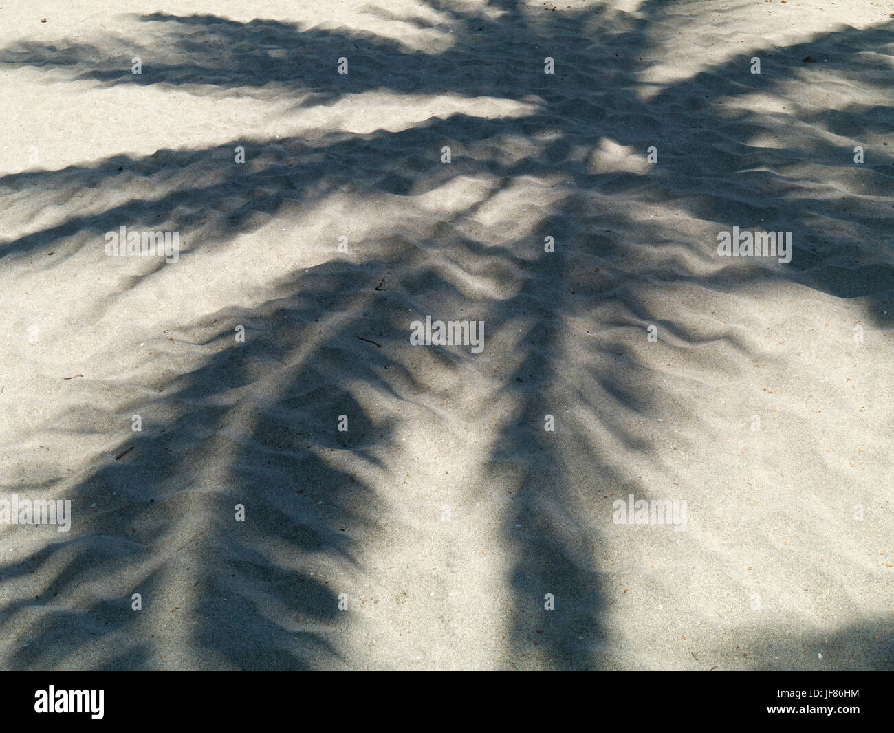 Palm tree in sand hi-res stock photography and images - Alamy