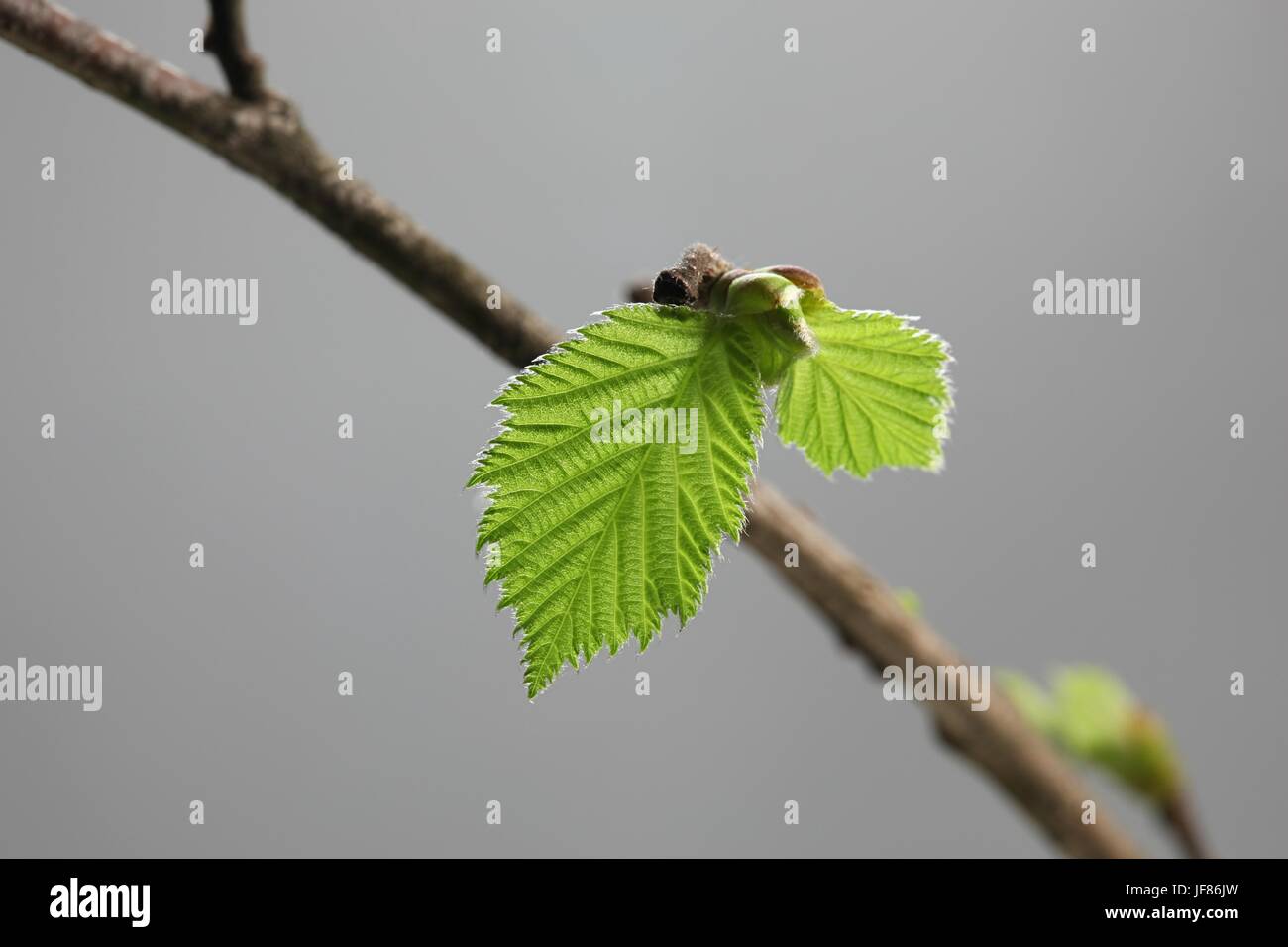 Common Hazel Leaf High Resolution Stock Photography and Images - Alamy
