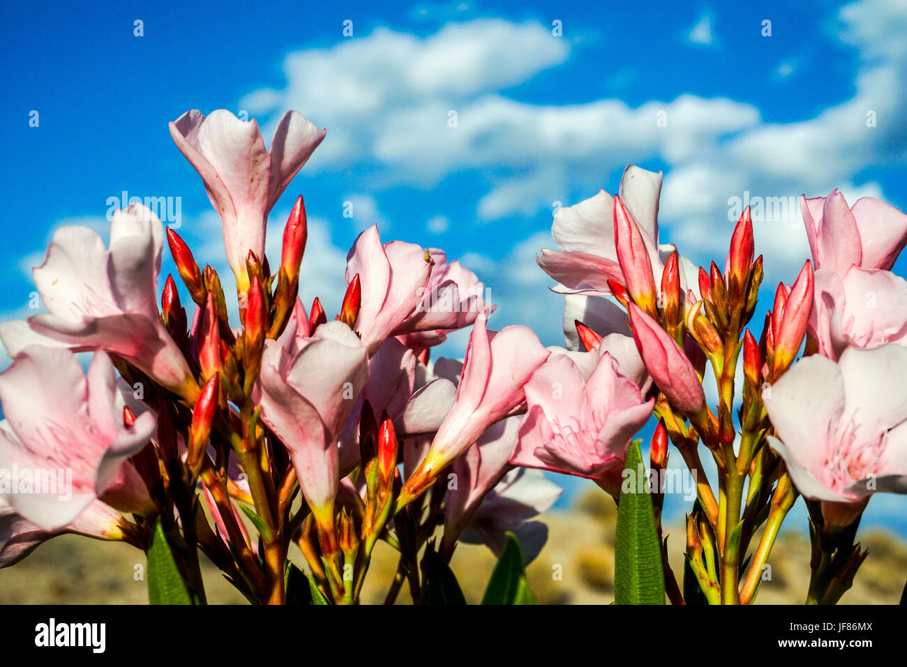 A Pink Oleander (Nerium oleander) bush in a backyard in Bullhead City ...
