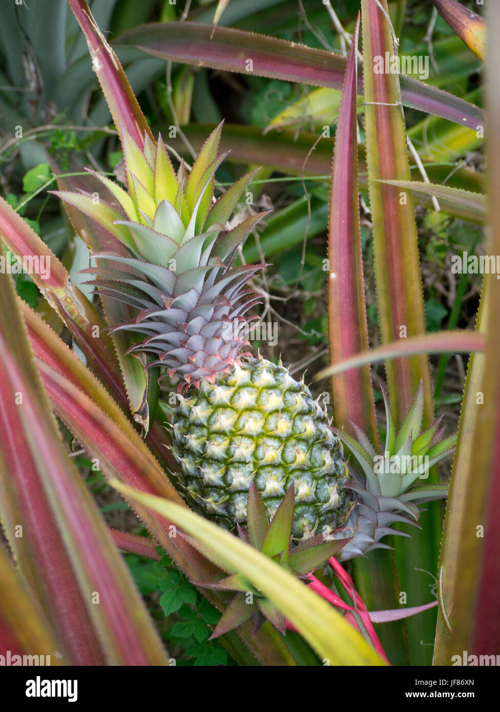 Jungle fruit hi-res stock photography and images - Alamy