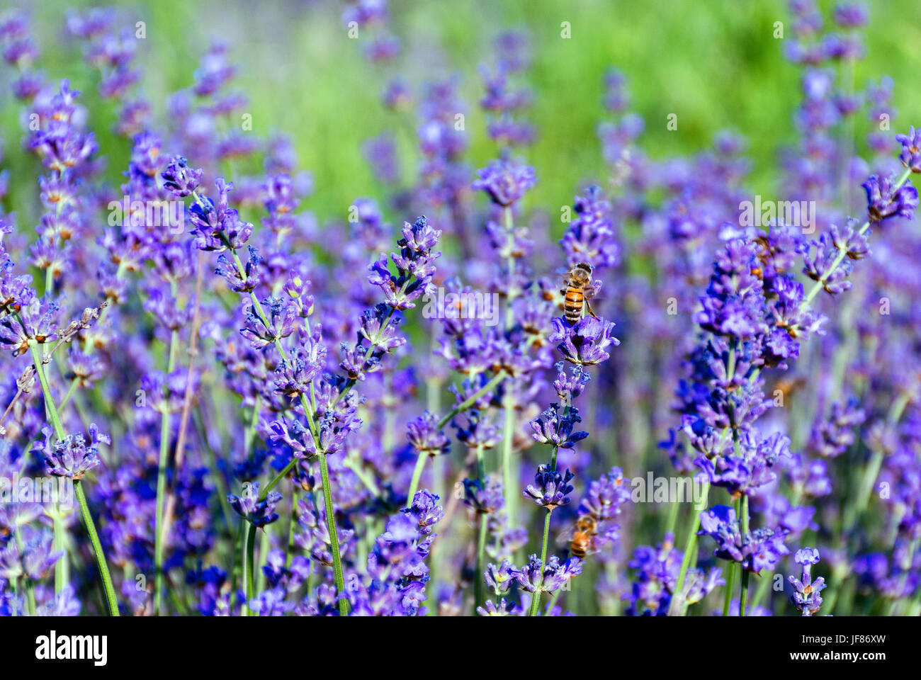 Lavender plants in a field of Monferrato territory Unesco World ...