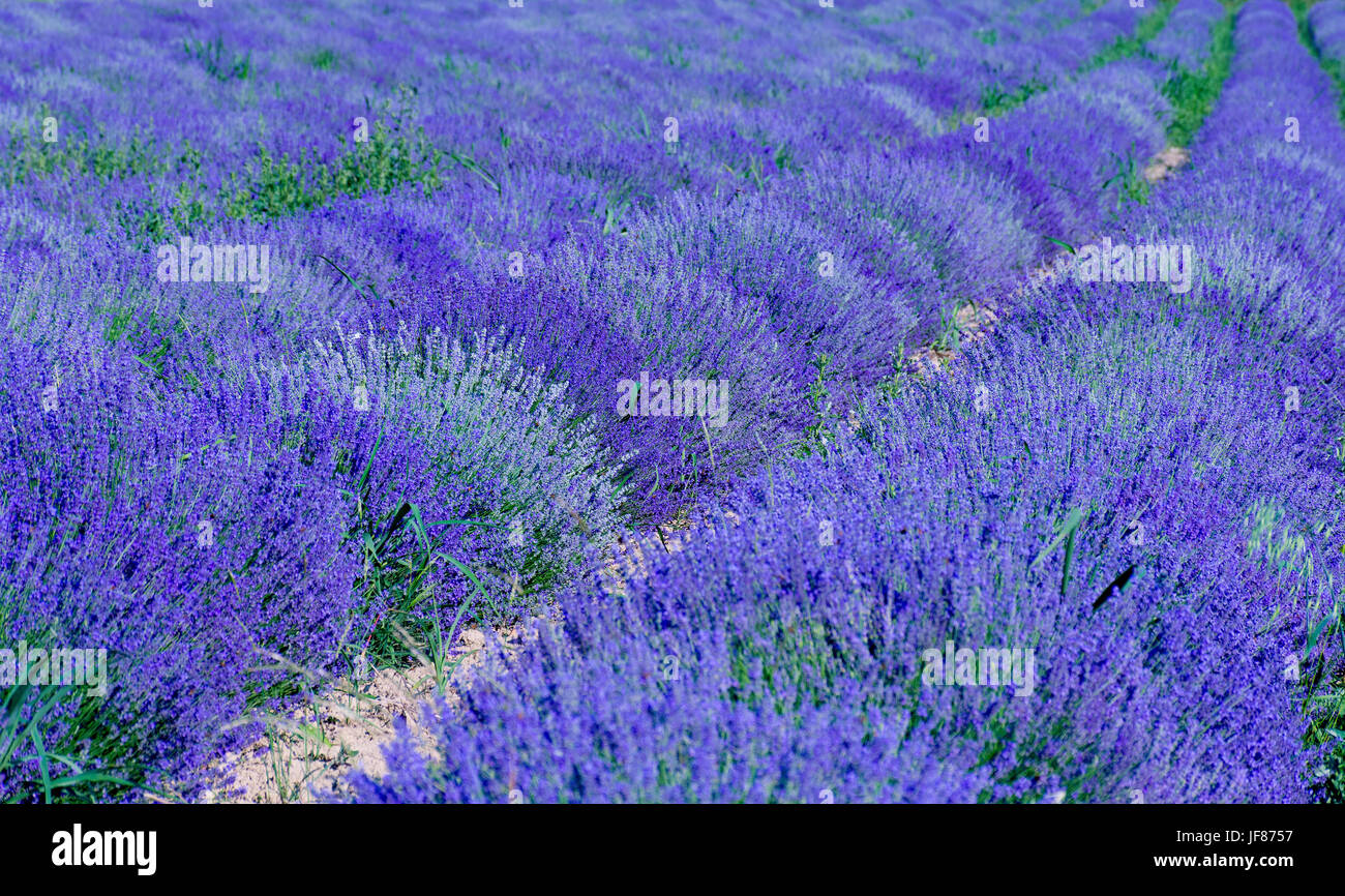 Lavender plants in a field of Monferrato territory Unesco World ...