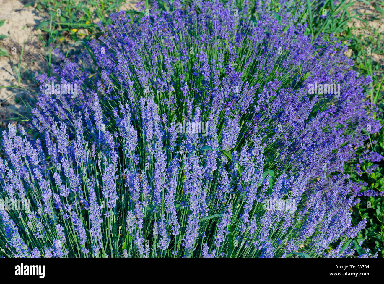 Lavender plants in a field of Monferrato territory Unesco World ...