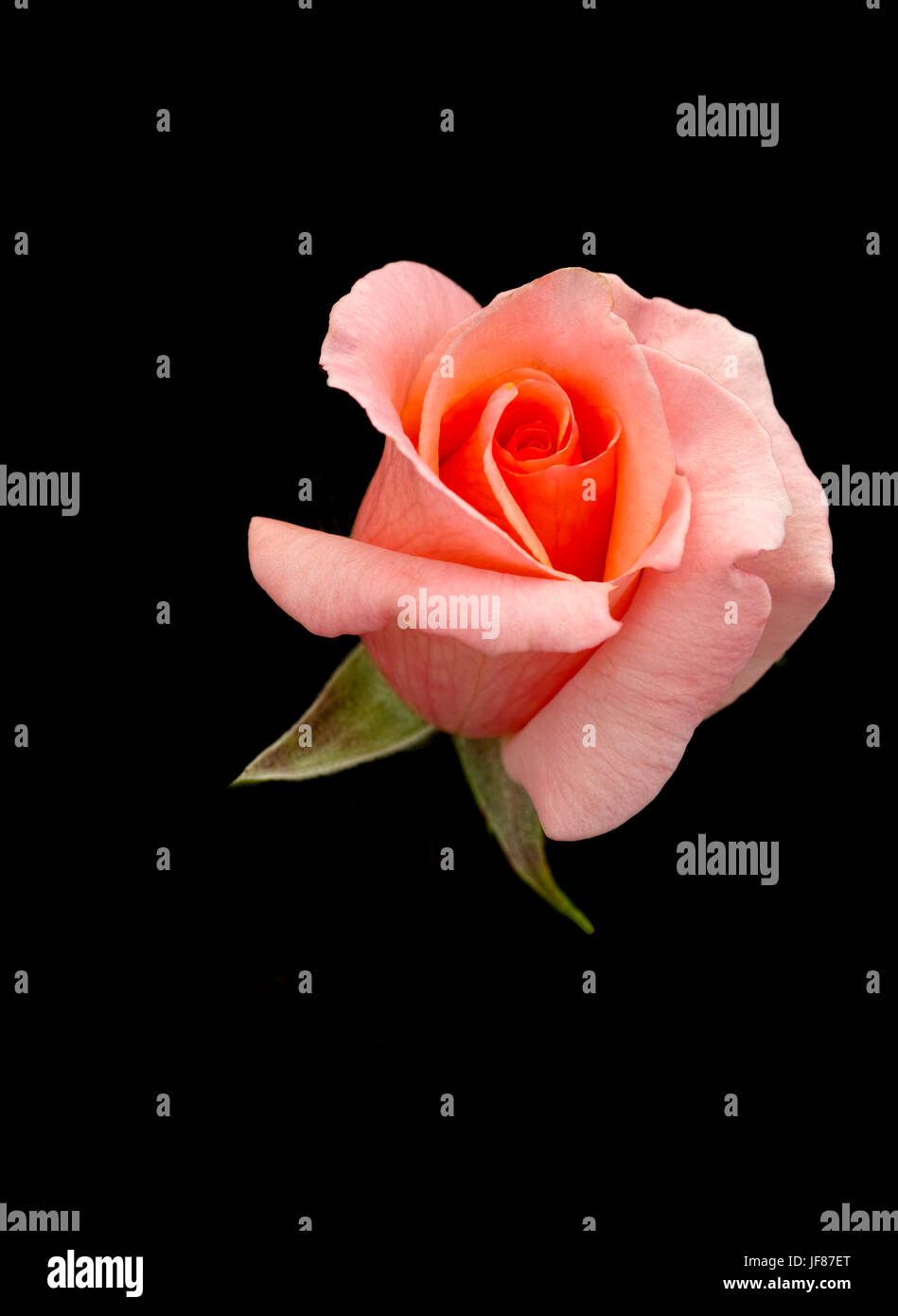 Curved rose pink petals hi-res stock photography and images - Alamy