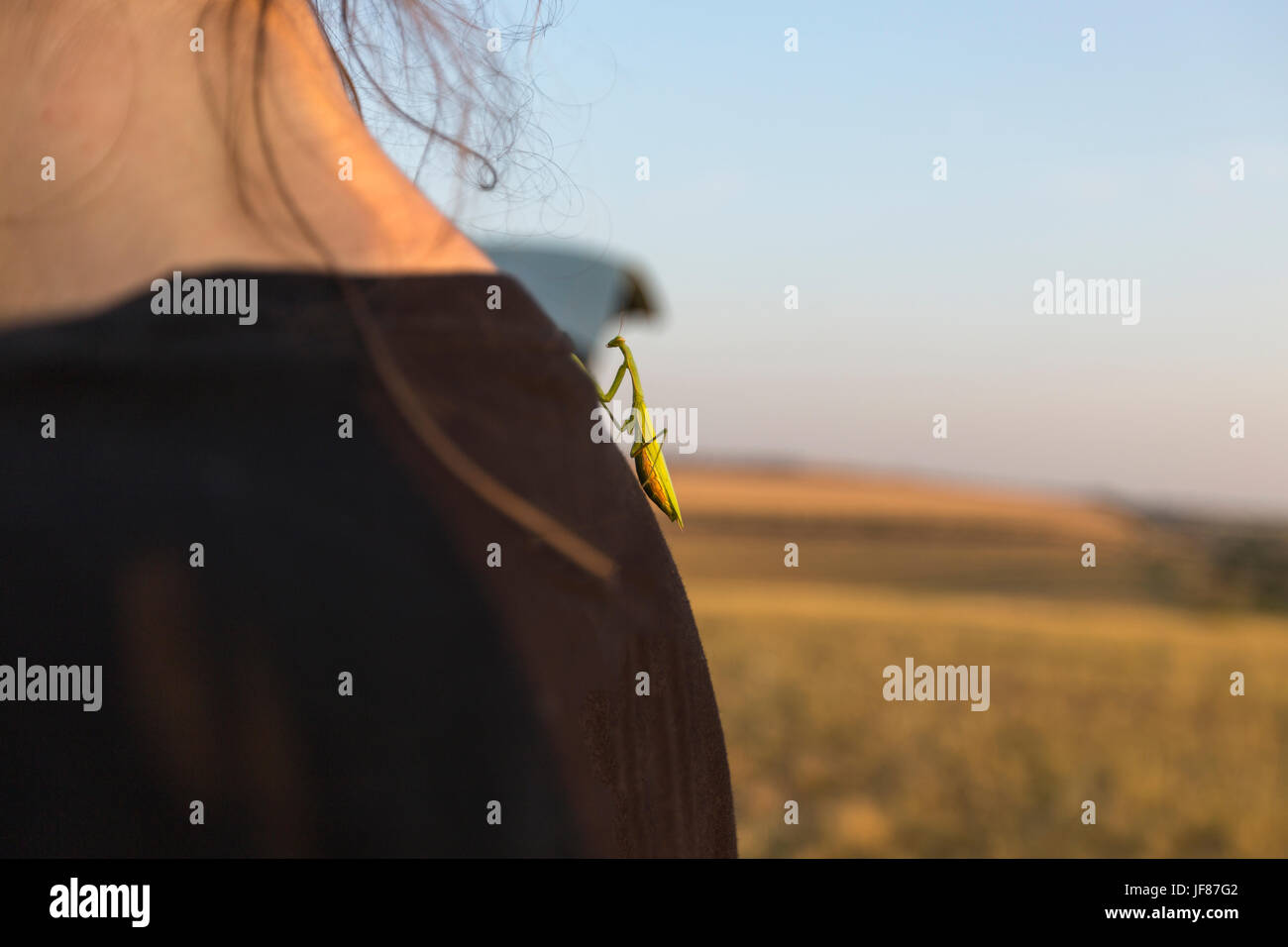 Green big mantis on the back of a girl Stock Photo - Alamy