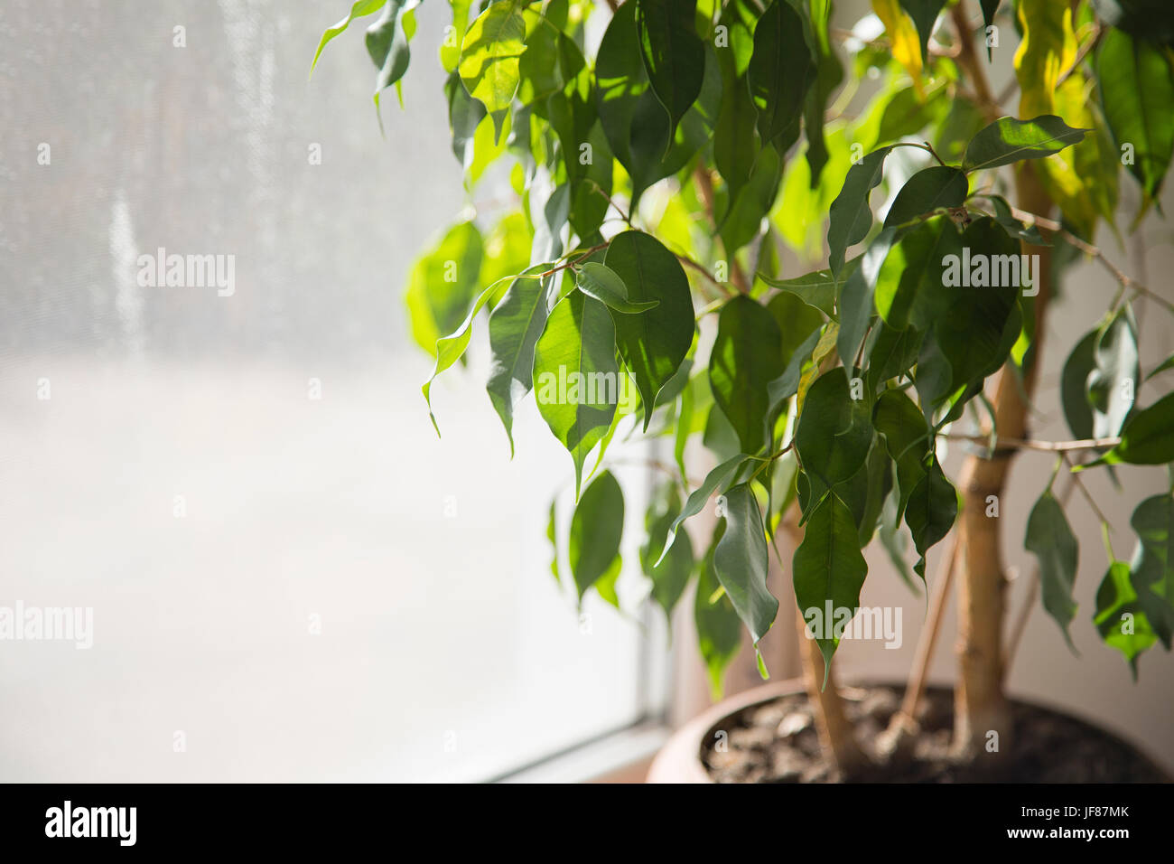 Decorative ficus tree in a flower pot. Close up Stock Photo - Alamy