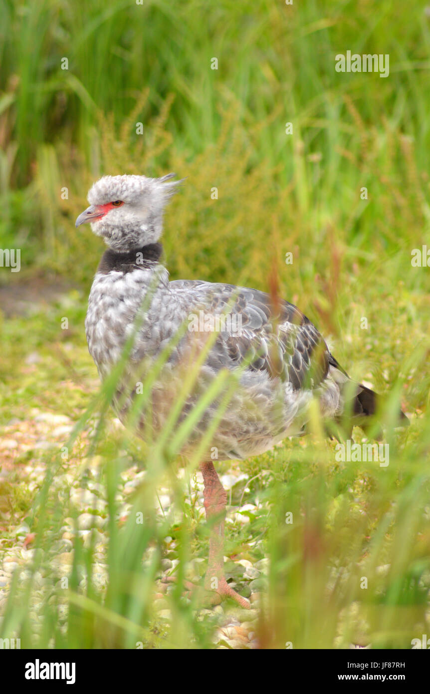 Screamer - Anhimidae in the grass Stock Photo - Alamy