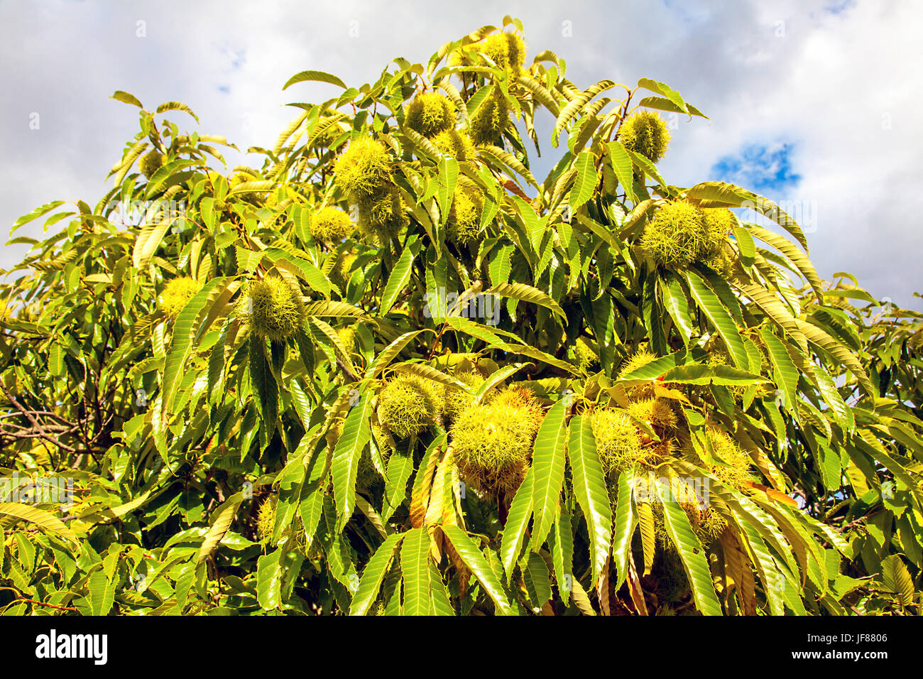 African chestnut hi-res stock photography and images - Alamy