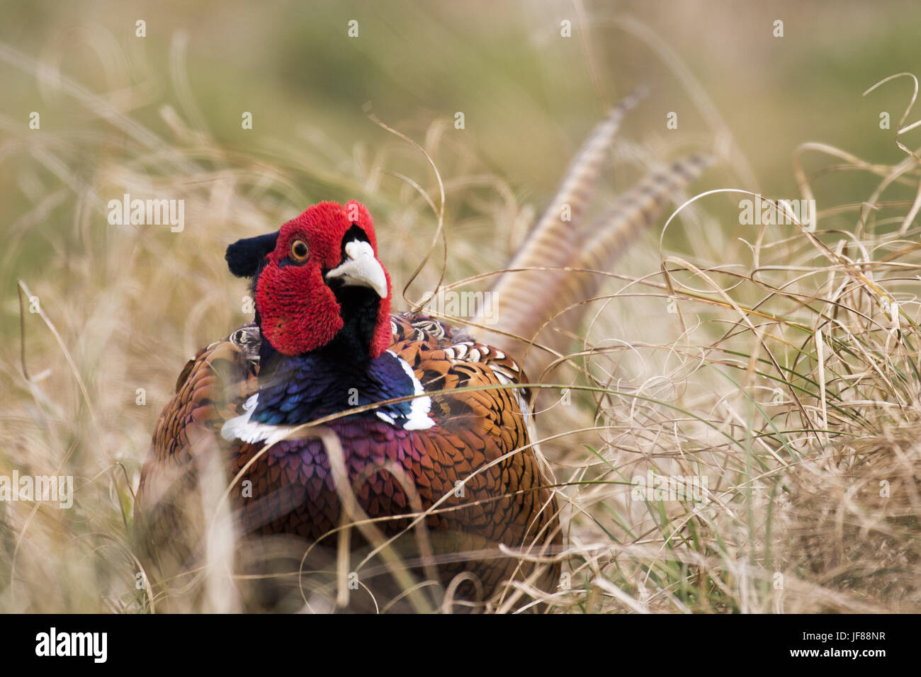 Frontview hi-res stock photography and images - Alamy