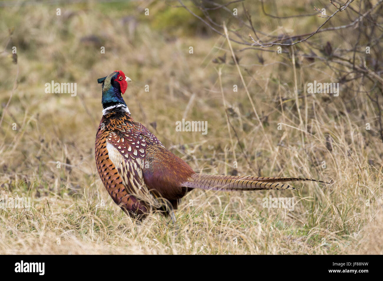 common pheasant in sideview Stock Photo - Alamy