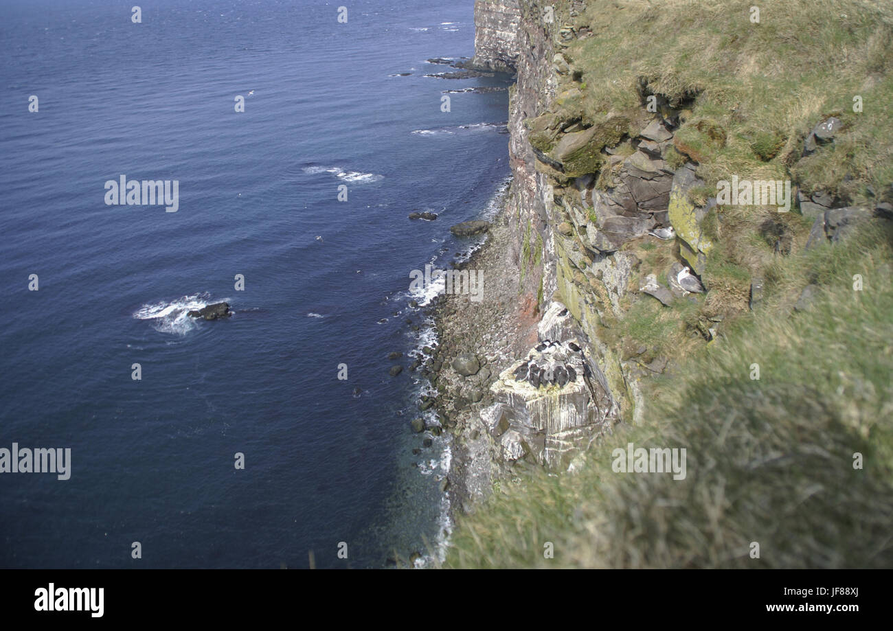 bird cliffs in Iceland Stock Photo - Alamy