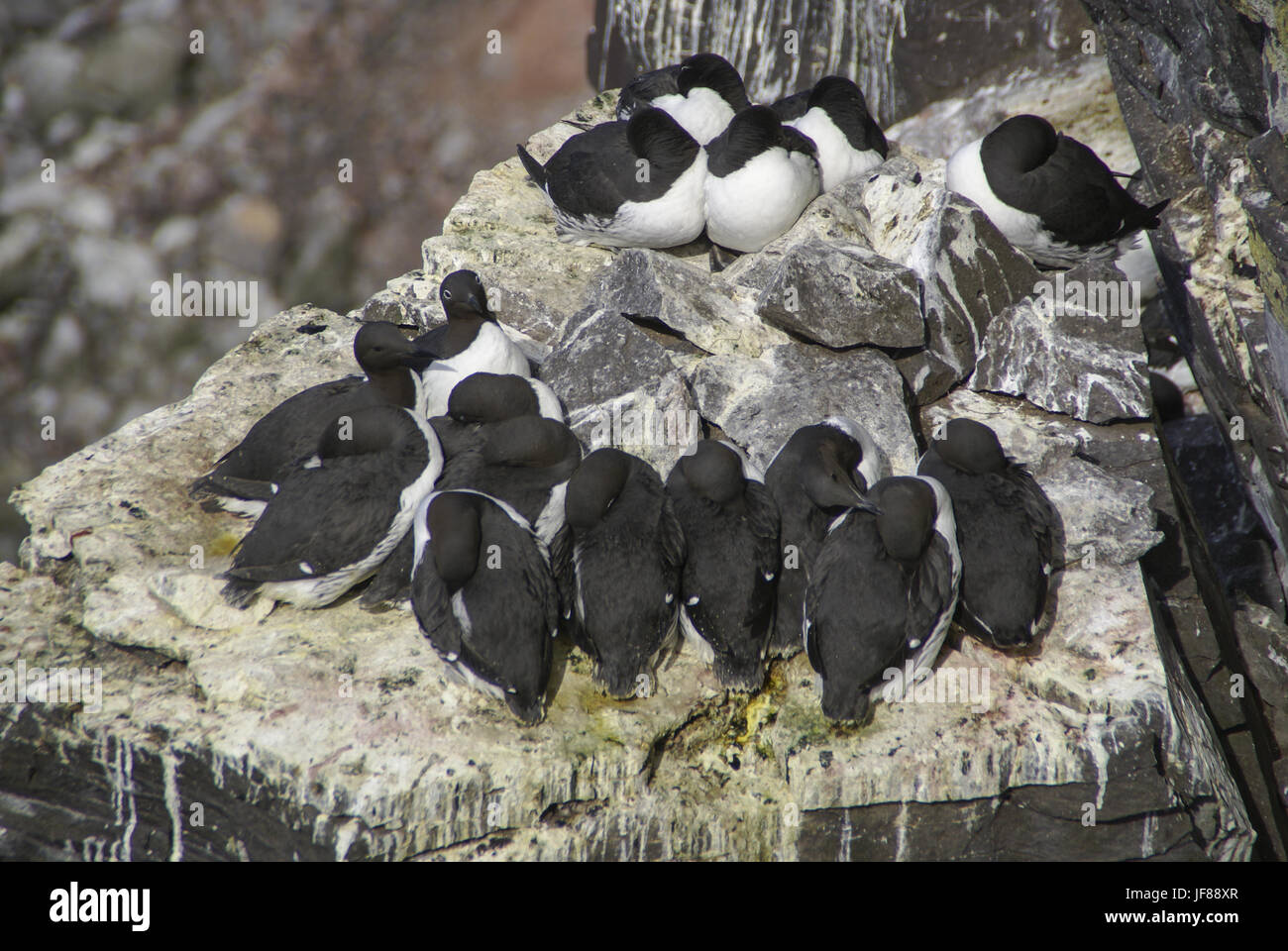 Very common igneous rock hi-res stock photography and images - Alamy