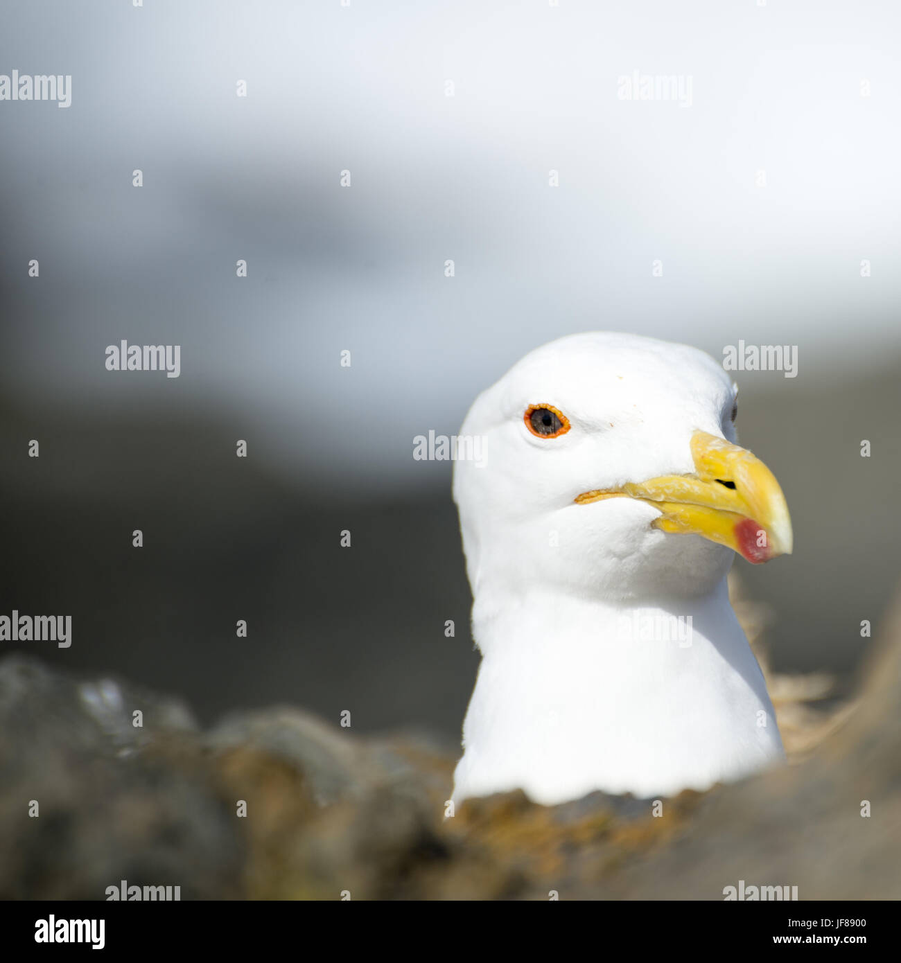 Face of a Seagull Stock Photo - Alamy