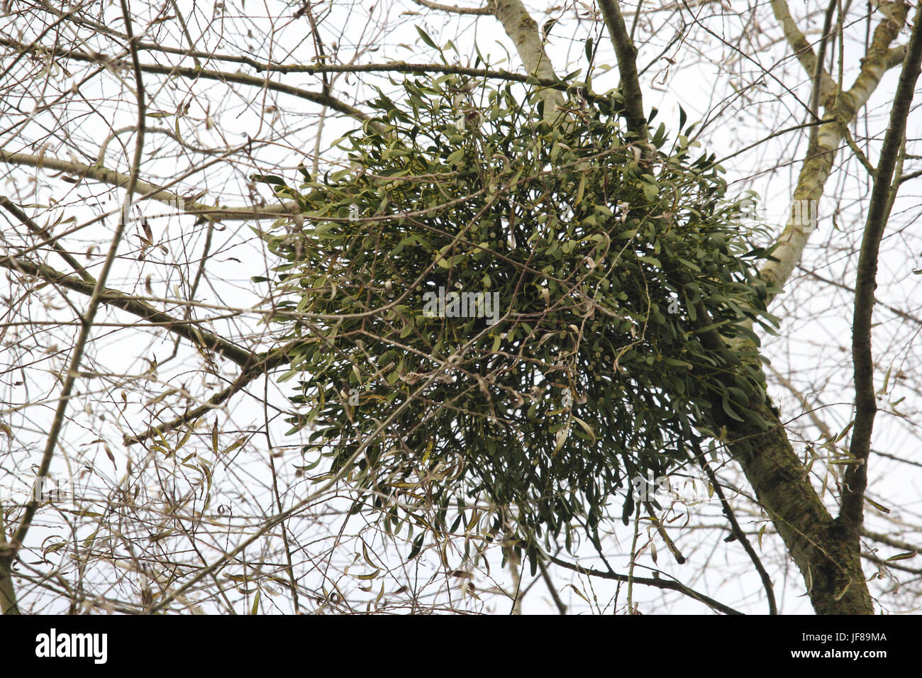 Mistelgewaechs hi-res stock photography and images - Alamy