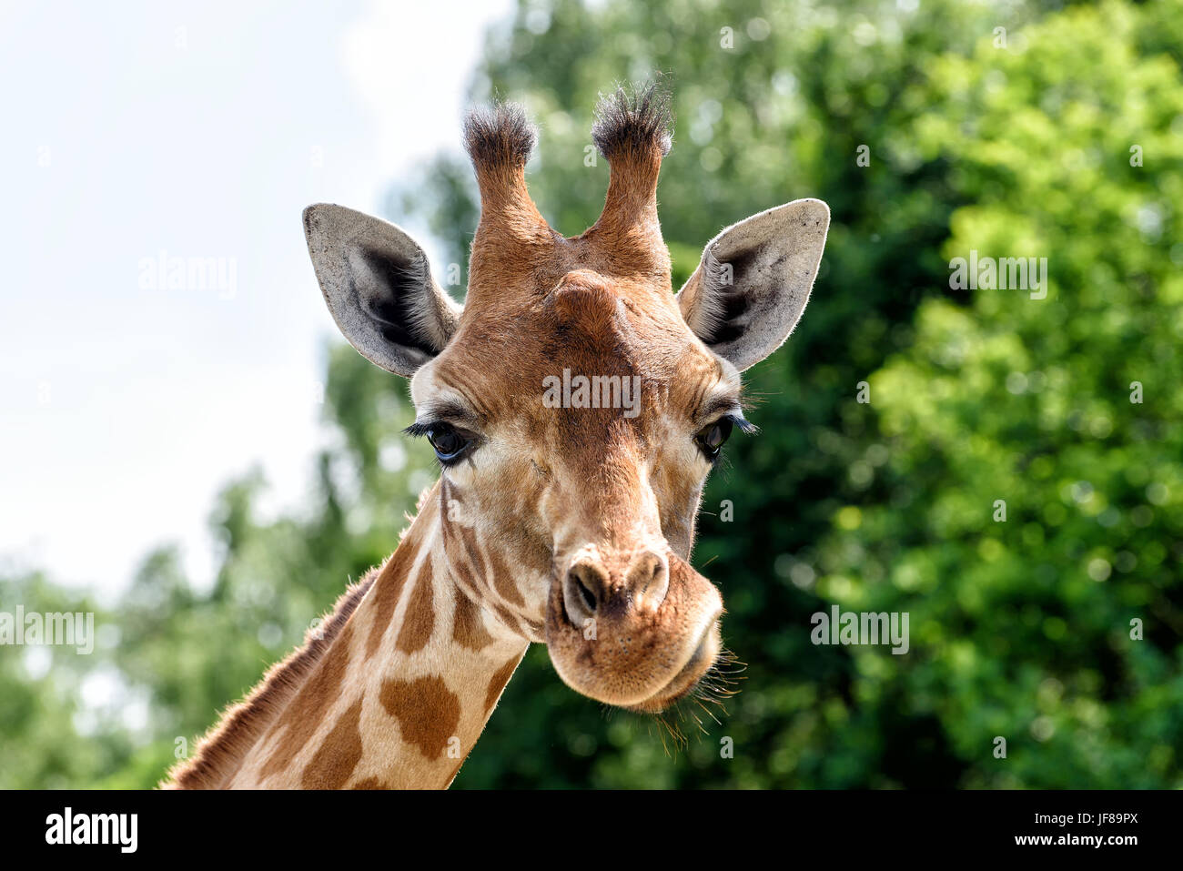 Landscape afrika giraffe hi-res stock photography and images - Alamy