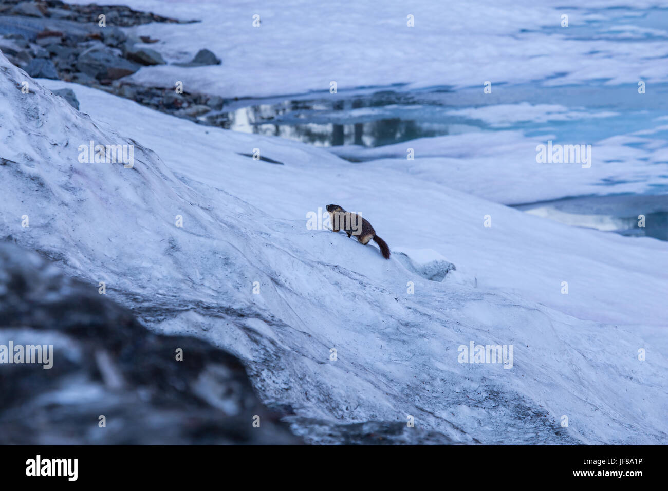 A Marmot traverses ( Marmota flaviventrisa ) snow bank as ice melts on ...