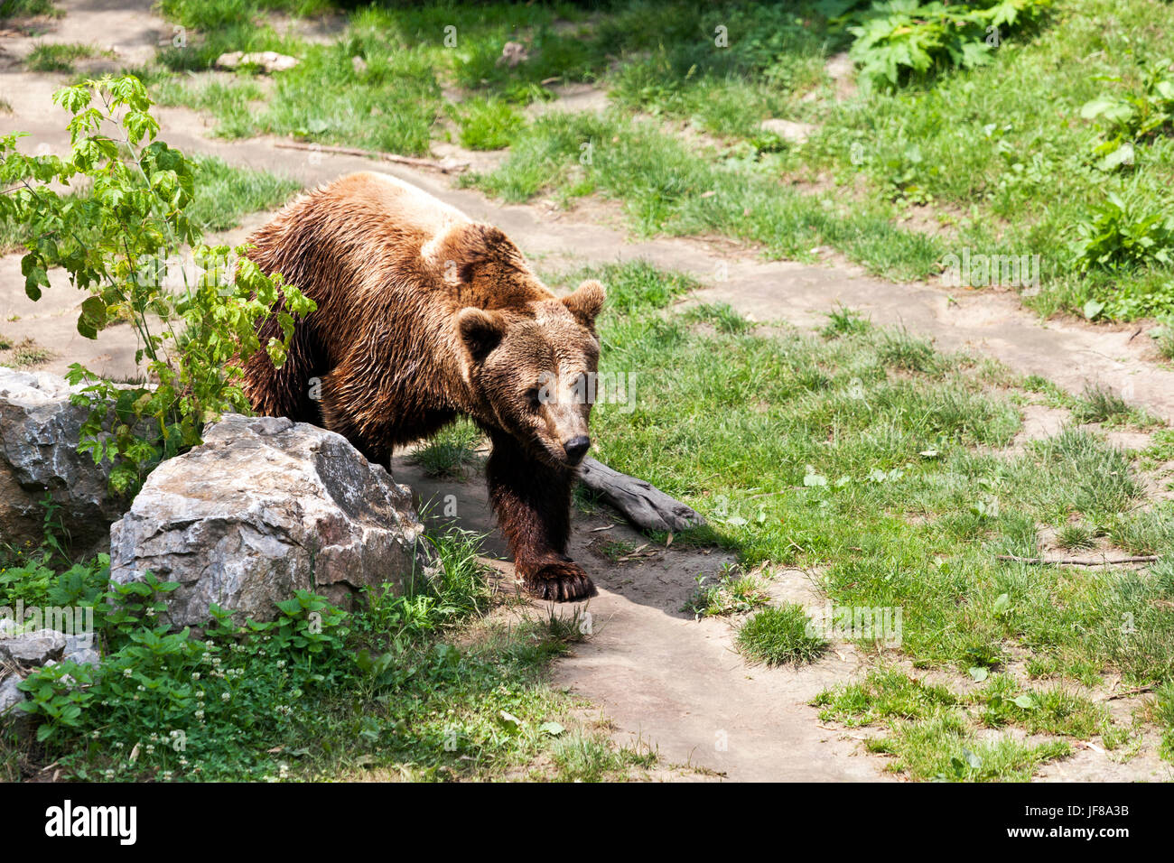 Brown bear walks freely on a sunny day Stock Photo - Alamy