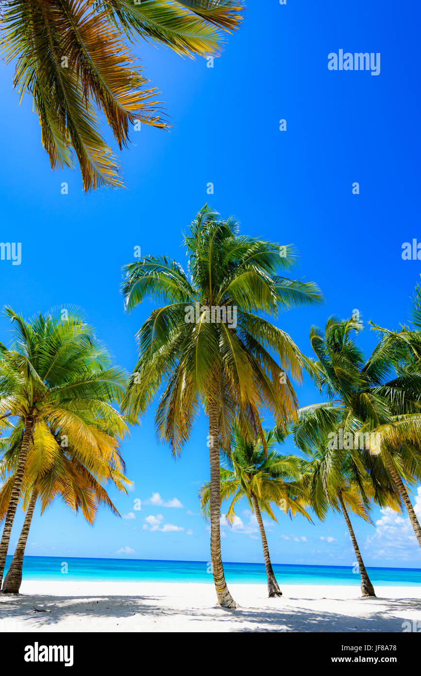Palm Ocean Sky Stock Photo - Alamy