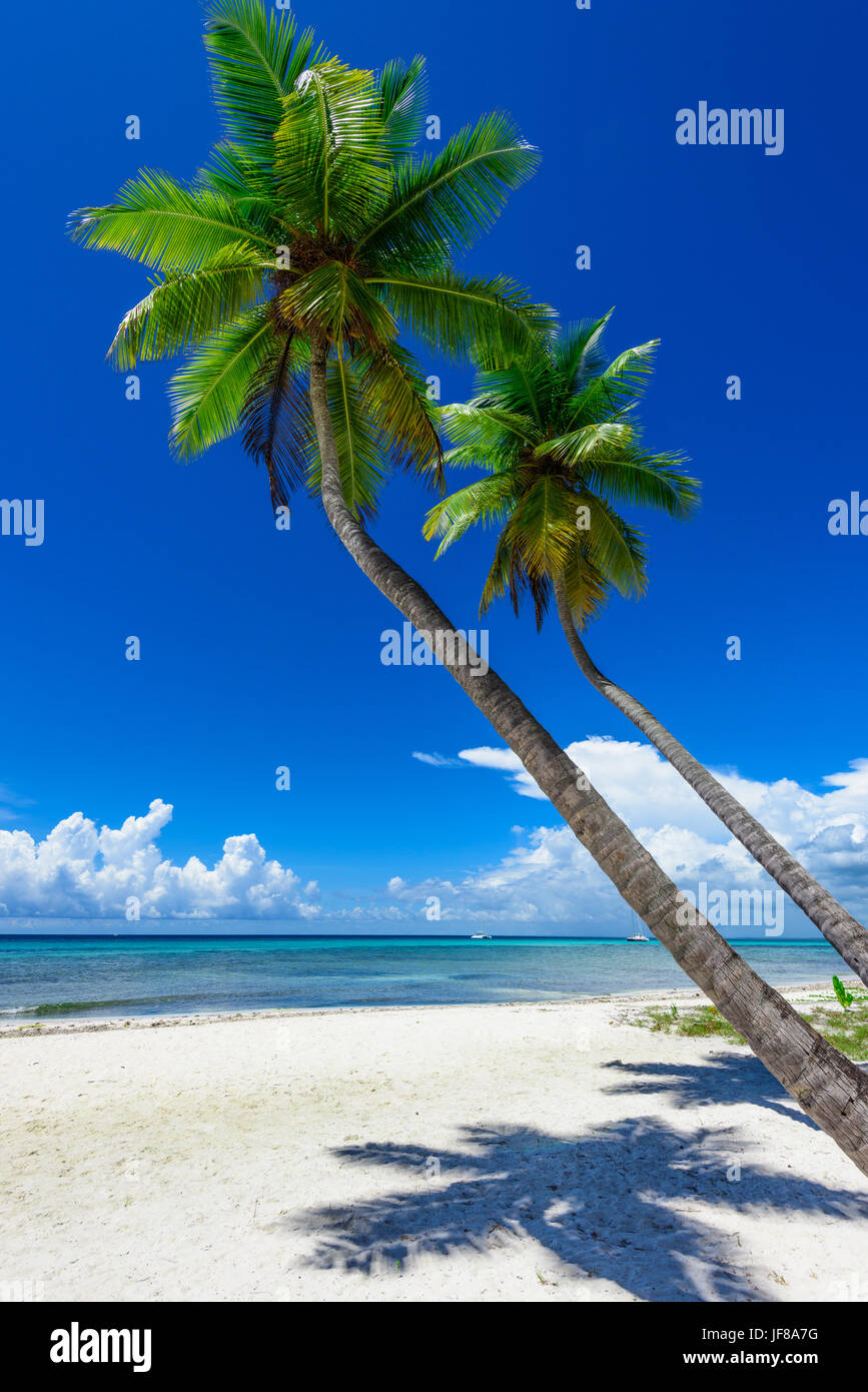 paradise tropical beach palm Stock Photo - Alamy
