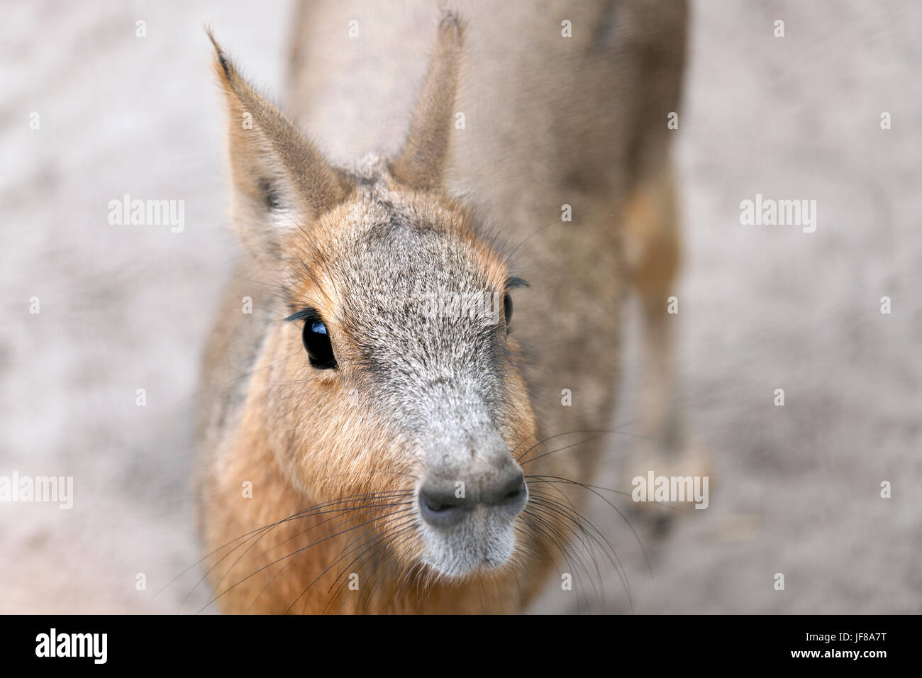 Patagonian mara pet hi-res stock photography and images - Alamy