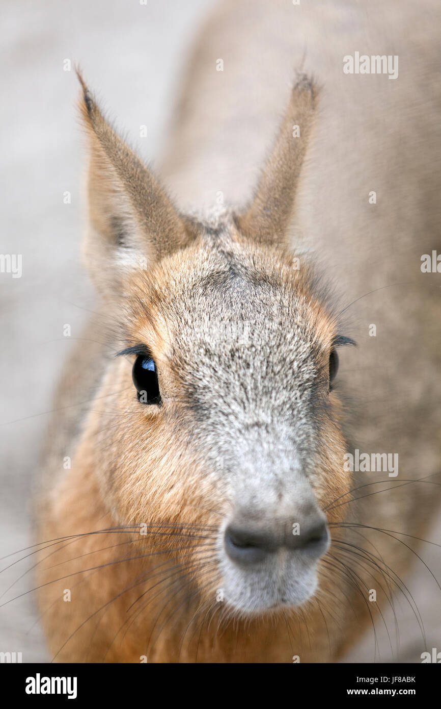 Patagonian mara pet hi-res stock photography and images - Alamy