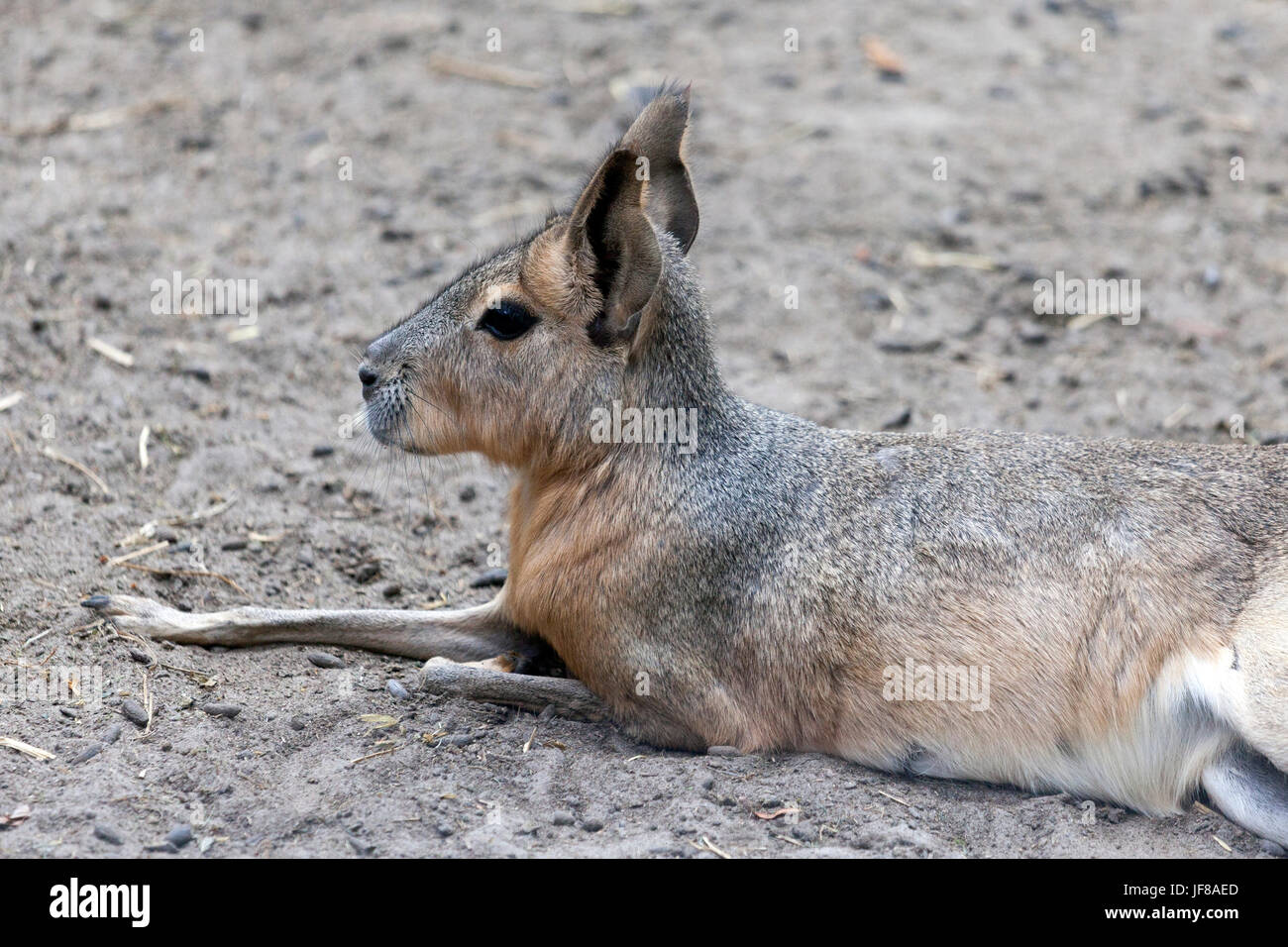Capybara Pet High Resolution Stock Photography and Images - Alamy