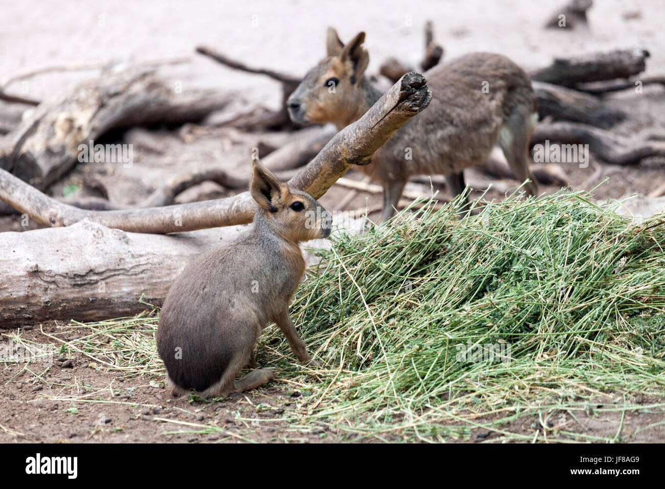 Patagonian cavy pet hi-res stock photography and images - Alamy