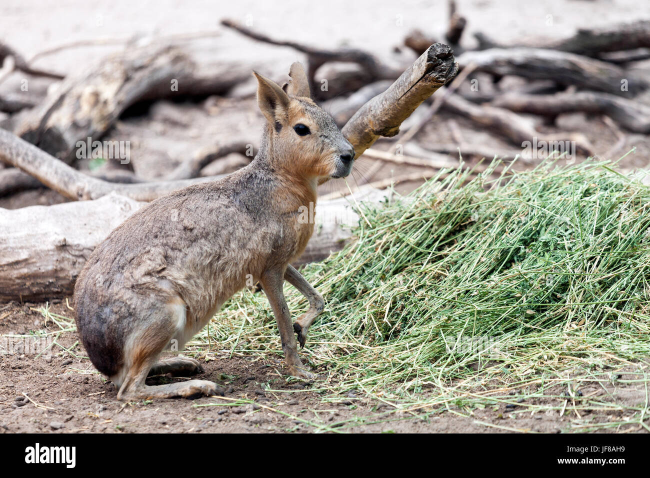 Capybara pet hi-res stock photography and images - Alamy