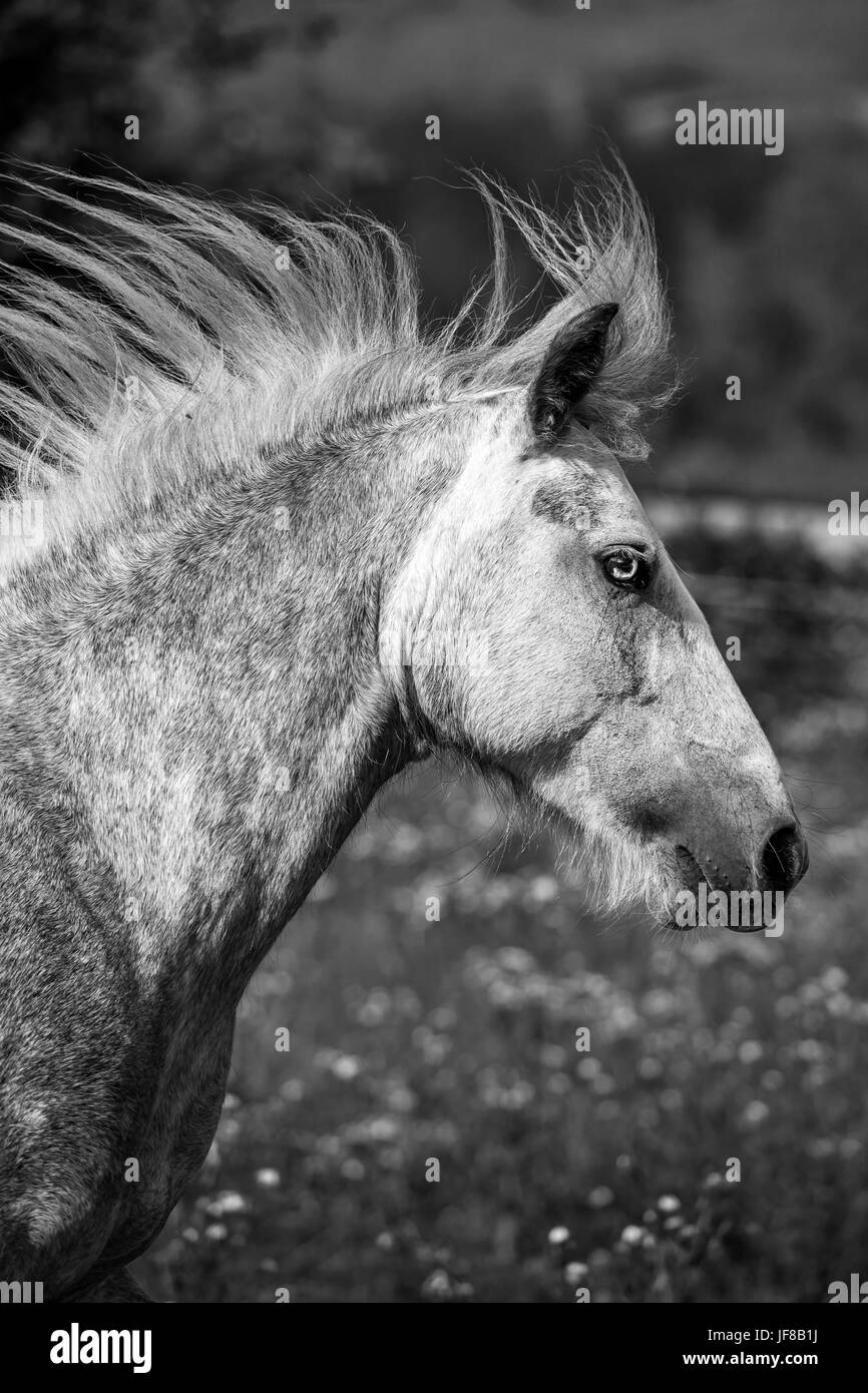 Portrait of Gypsy Cob at canter Stock Photo - Alamy