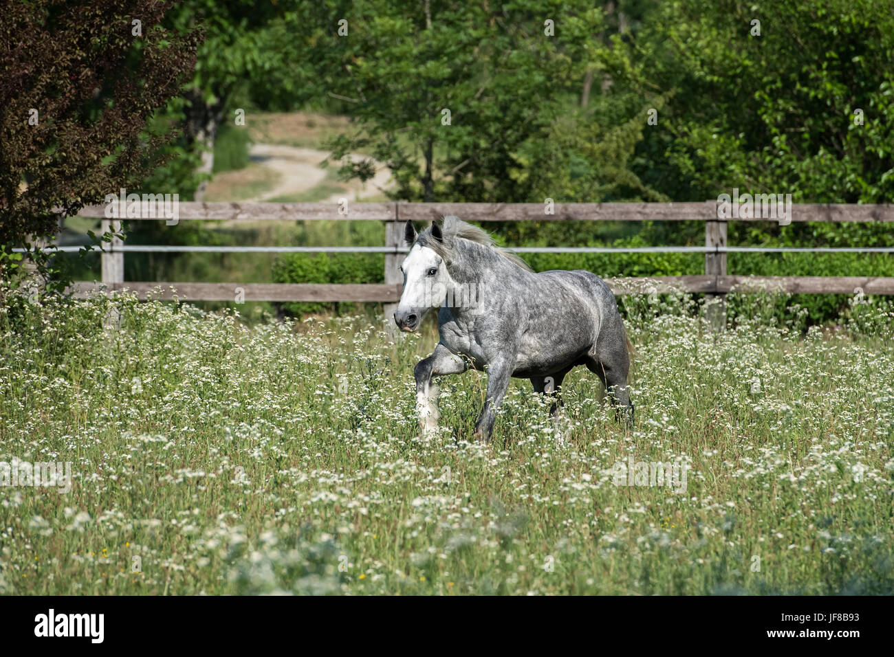 Gypsy cob hi-res stock photography and images - Alamy