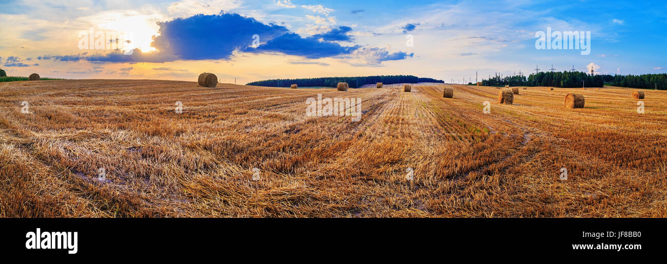 Field with hay bales Stock Photo - Alamy