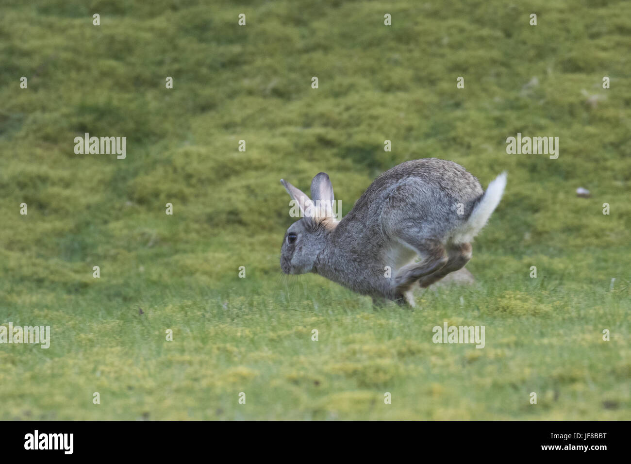 Rabbit running hi-res stock photography and images - Alamy