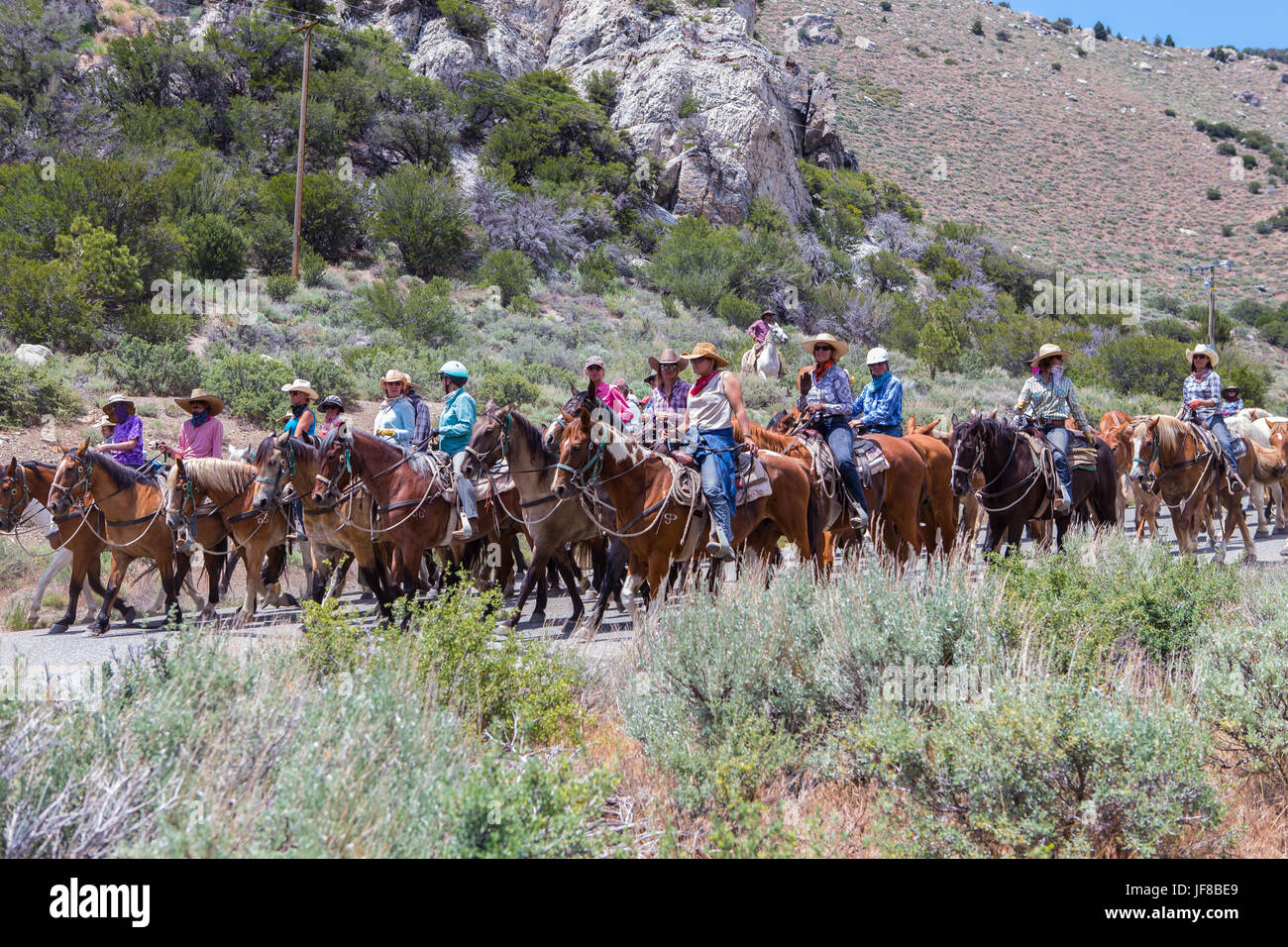 Cowboys cowgirls and wranglers of frontier pack train herd their horses ...