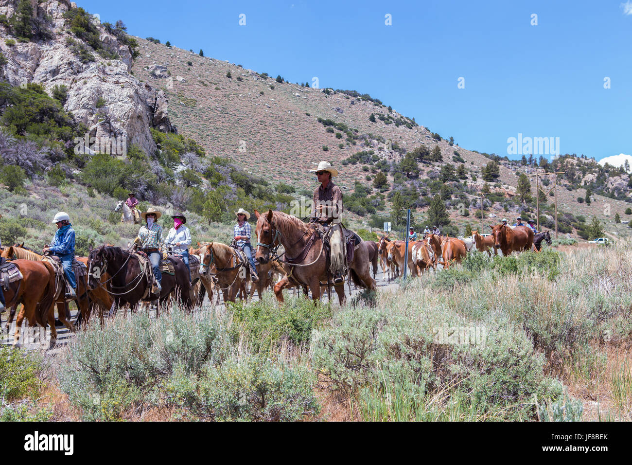 Cowboys cowgirls and wranglers of frontier pack train herd their horses ...