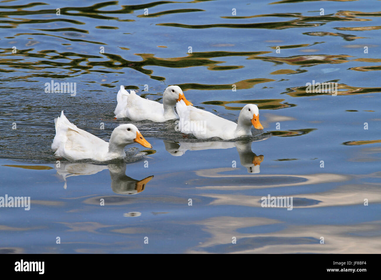 Ducks white hi-res stock photography and images - Alamy