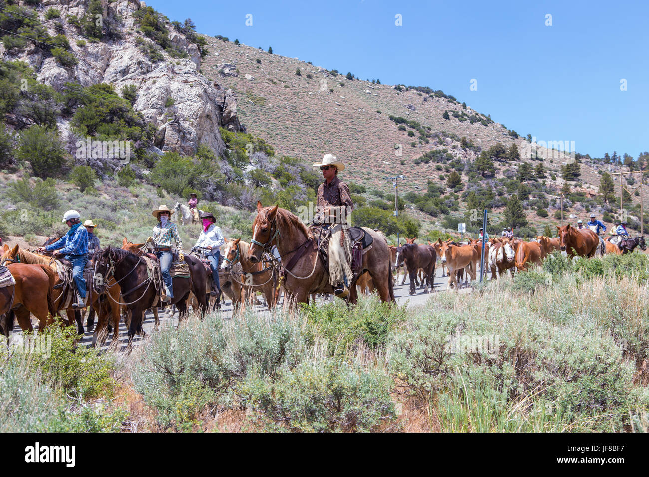 Frontier pack train hi-res stock photography and images - Alamy