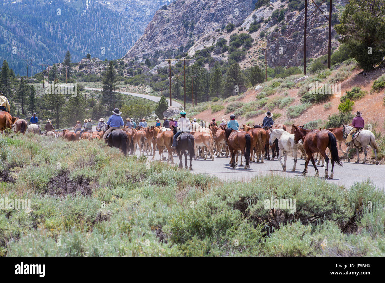 Cowboys cowgirls and wranglers of frontier pack train herd their horses ...