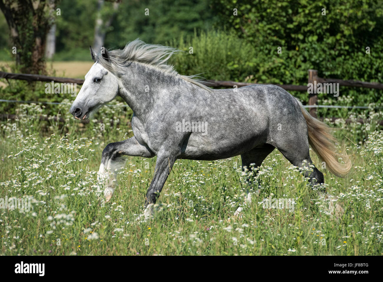 Gypsy Vanner Horse Mare High Resolution Stock Photography and Images ...