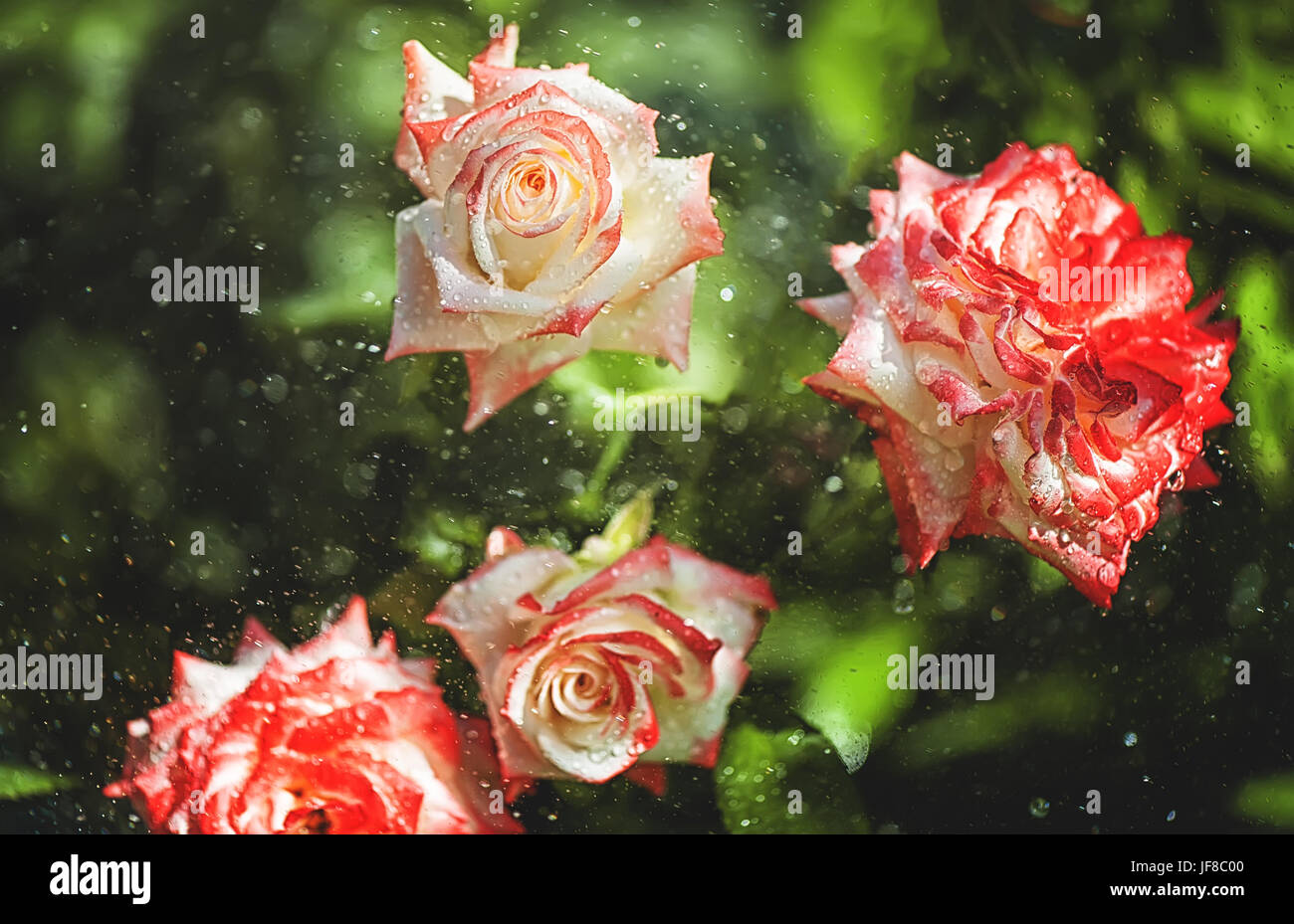 Rose with awesome red color hi-res stock photography and images - Alamy